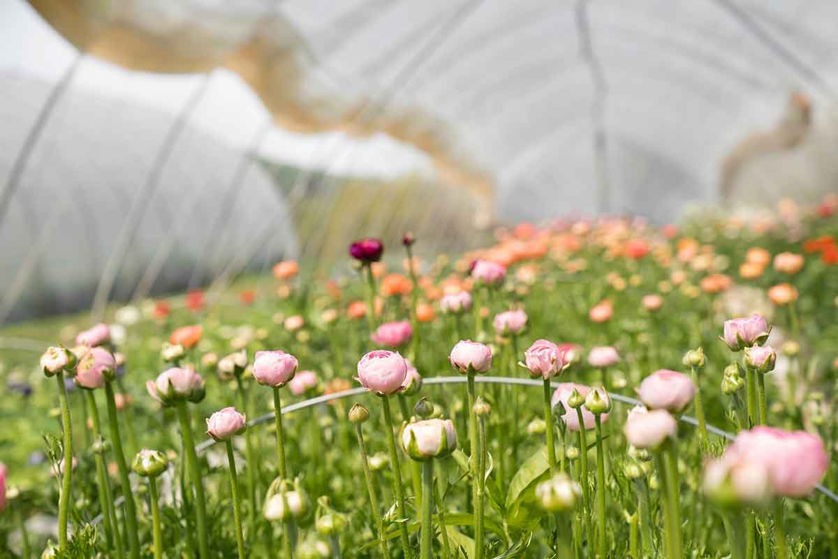 The Blooming Trade: Flower Farming - Farm Tech Supplies