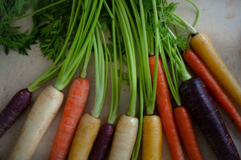Selective Breeding & GM – Why are carrots orange?